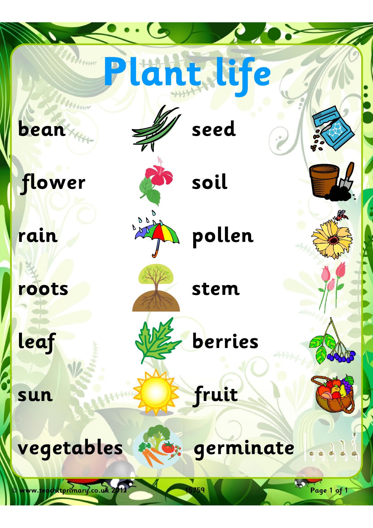 Plant Life Word Mat KS1 Science Plants Teachit